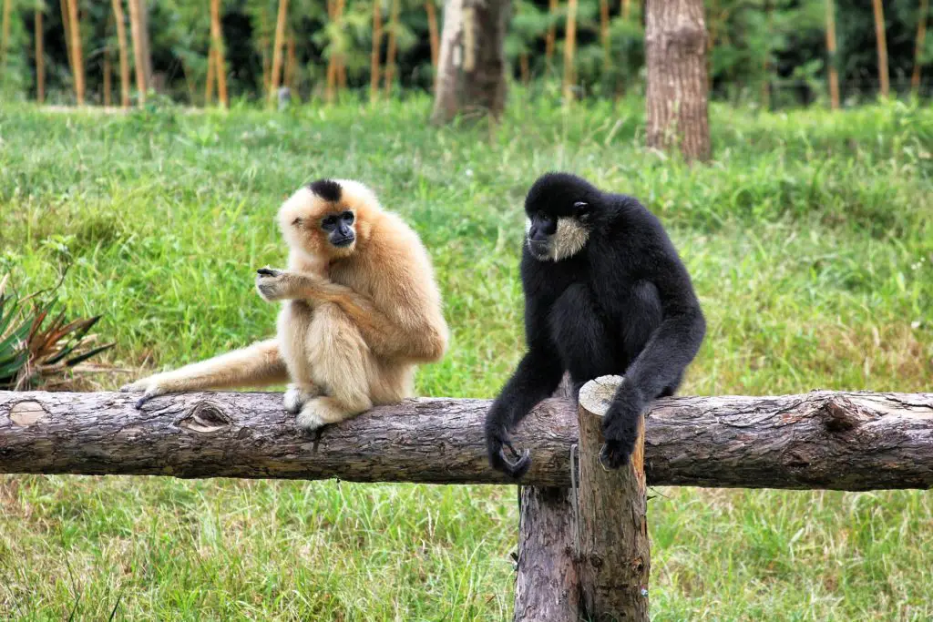 How are Endangered Gibbons Being Protected in Phuket?