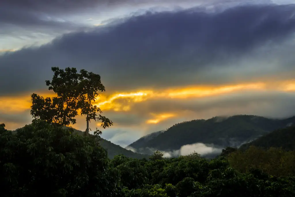 Lamyai fruit - Why some years yield poor harvests
