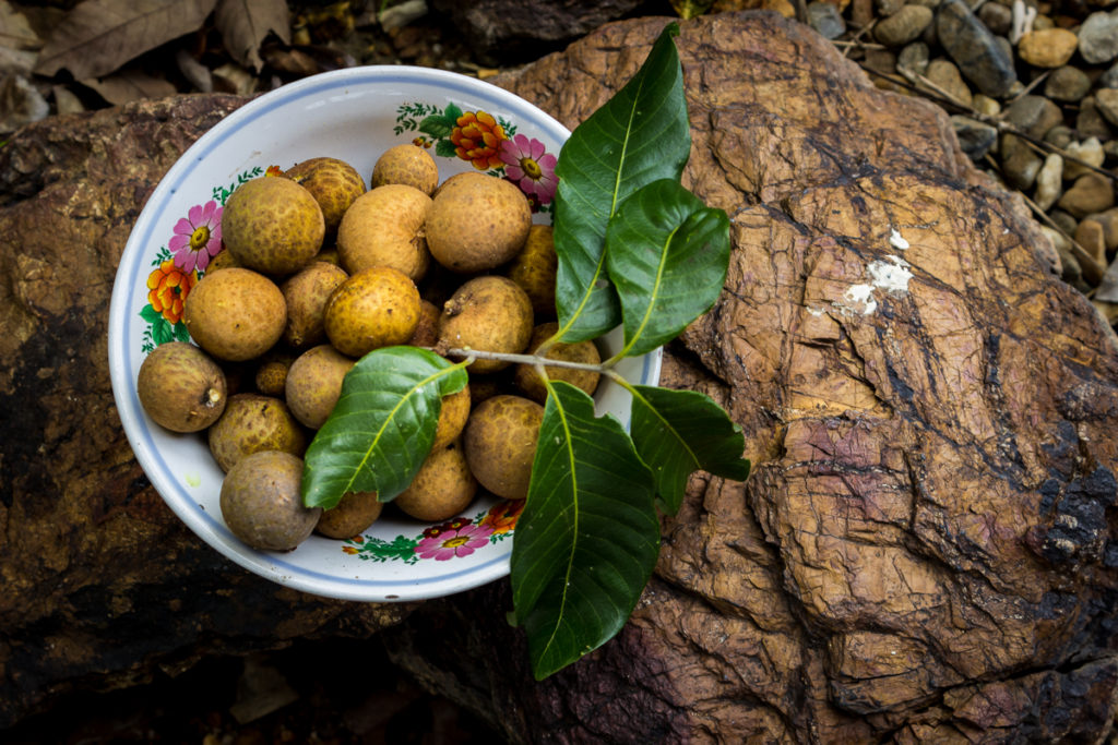 Lamyai fruit - Why some years yield poor harvests