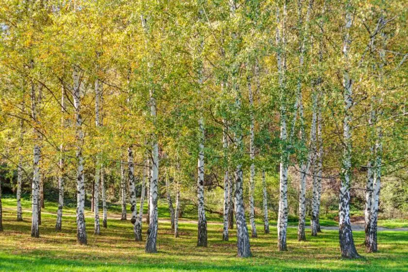 Most Important Outdoor Plants That Reduce Air Pollution