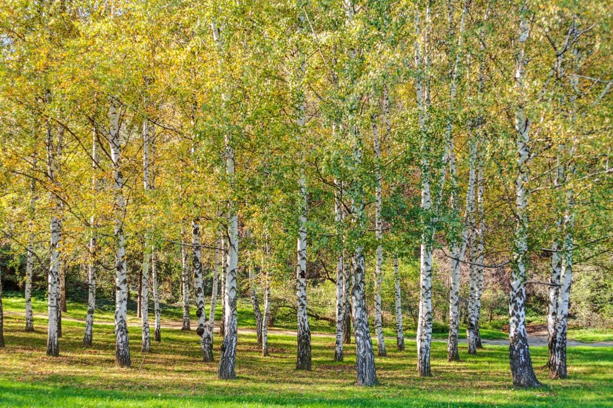 Most Important Outdoor Plants That Reduce Air Pollution